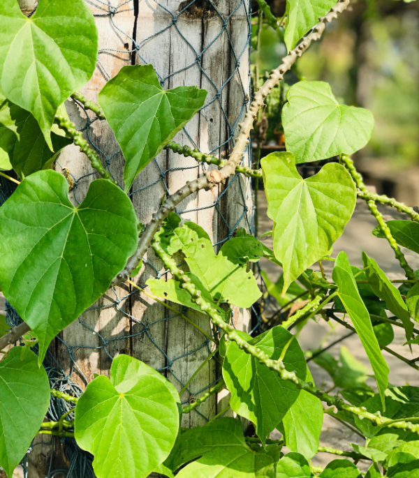 Guduchi en Ayurveda. Una planta para todo - esAyurveda